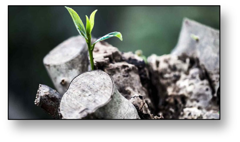 Acellus Offers New AP Environmental Science Course