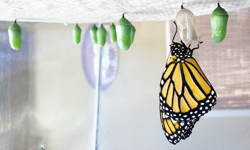 Grade 3 Science | Acellus Learning System